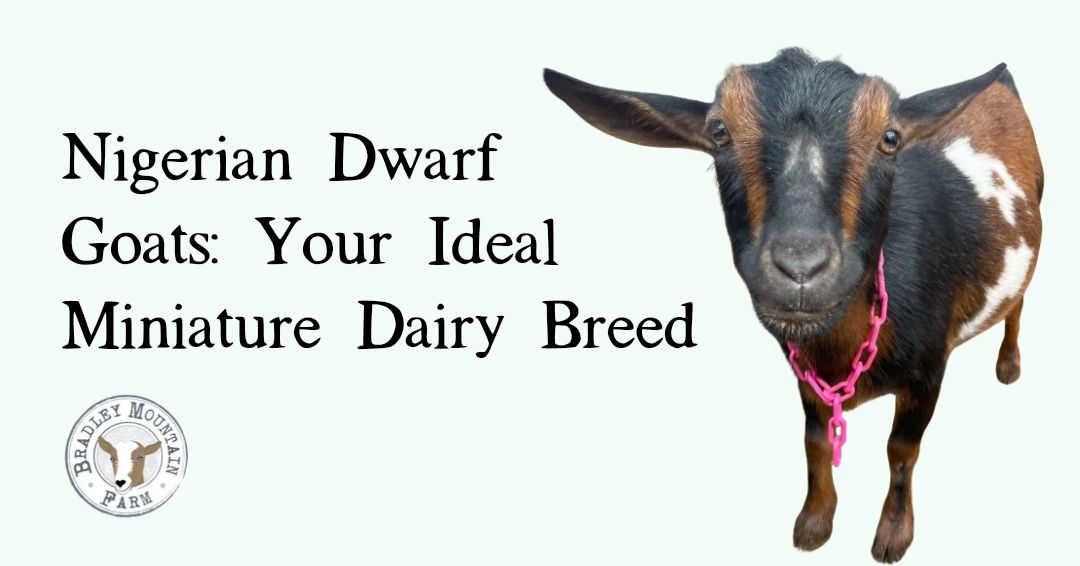 Nigerian Dwarf Goats: Your Ideal Miniature Dairy Breed
